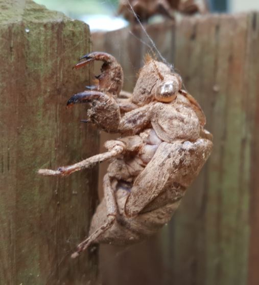 Periodical Cicadas are about to emerge in Northern Virginia, and it’s ...